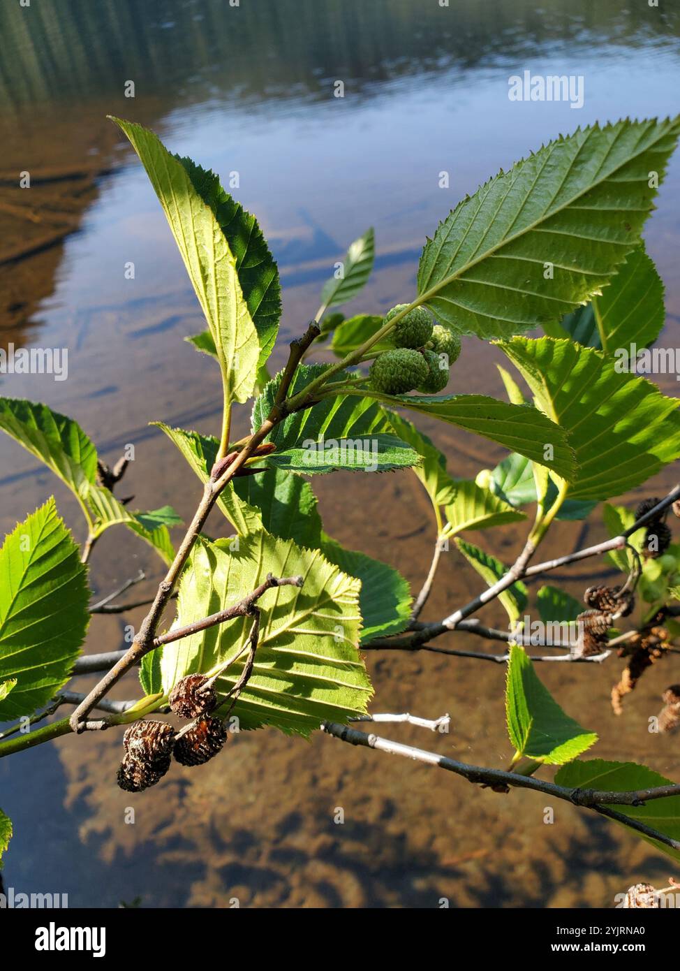 Alnus sinuata hi-res stock photography and images - Alamy