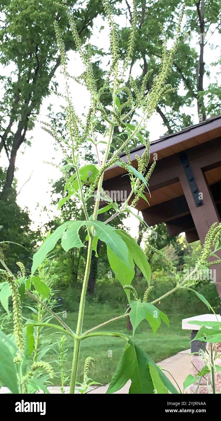 giant ragweed (Ambrosia trifida Stock Photo - Alamy