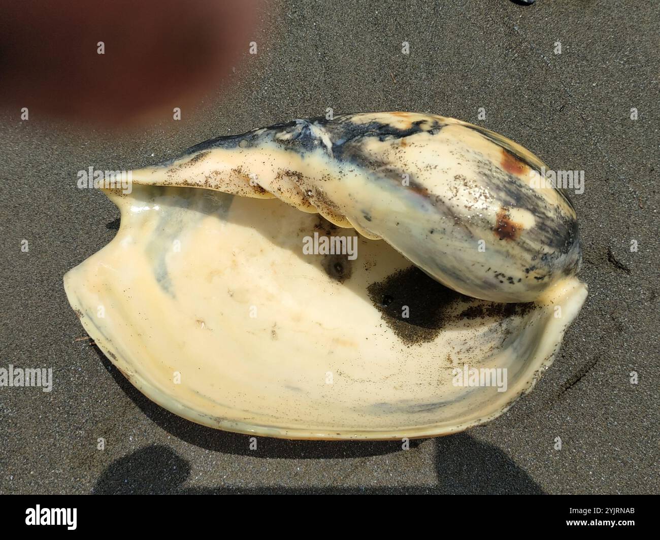 Shell melo hi-res stock photography and images - Alamy