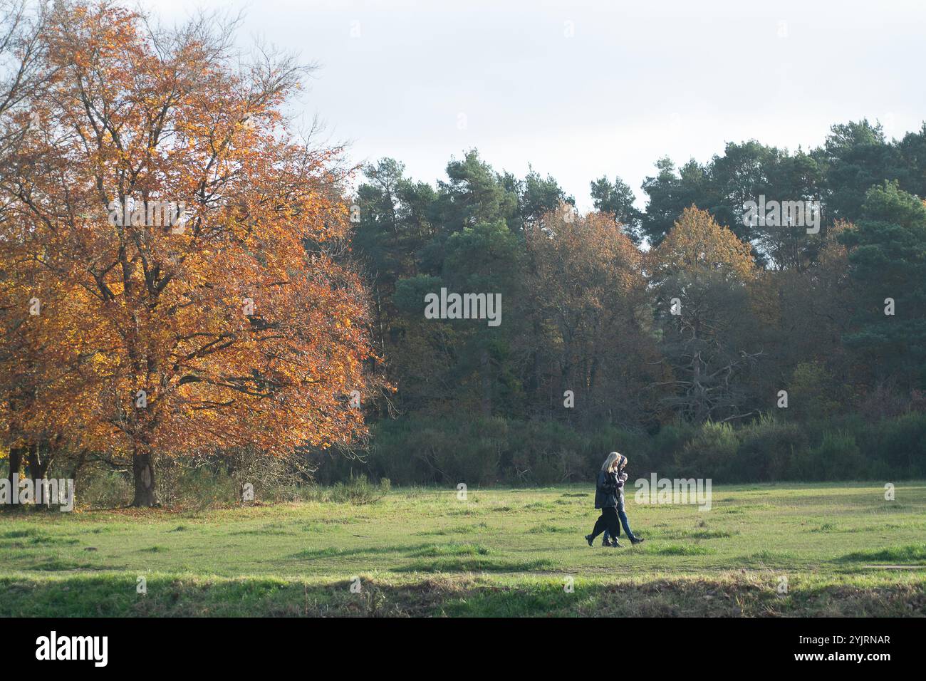 Farnham Common, UK. 15th November, 2024. Walkers out in Burnham Beeches ...