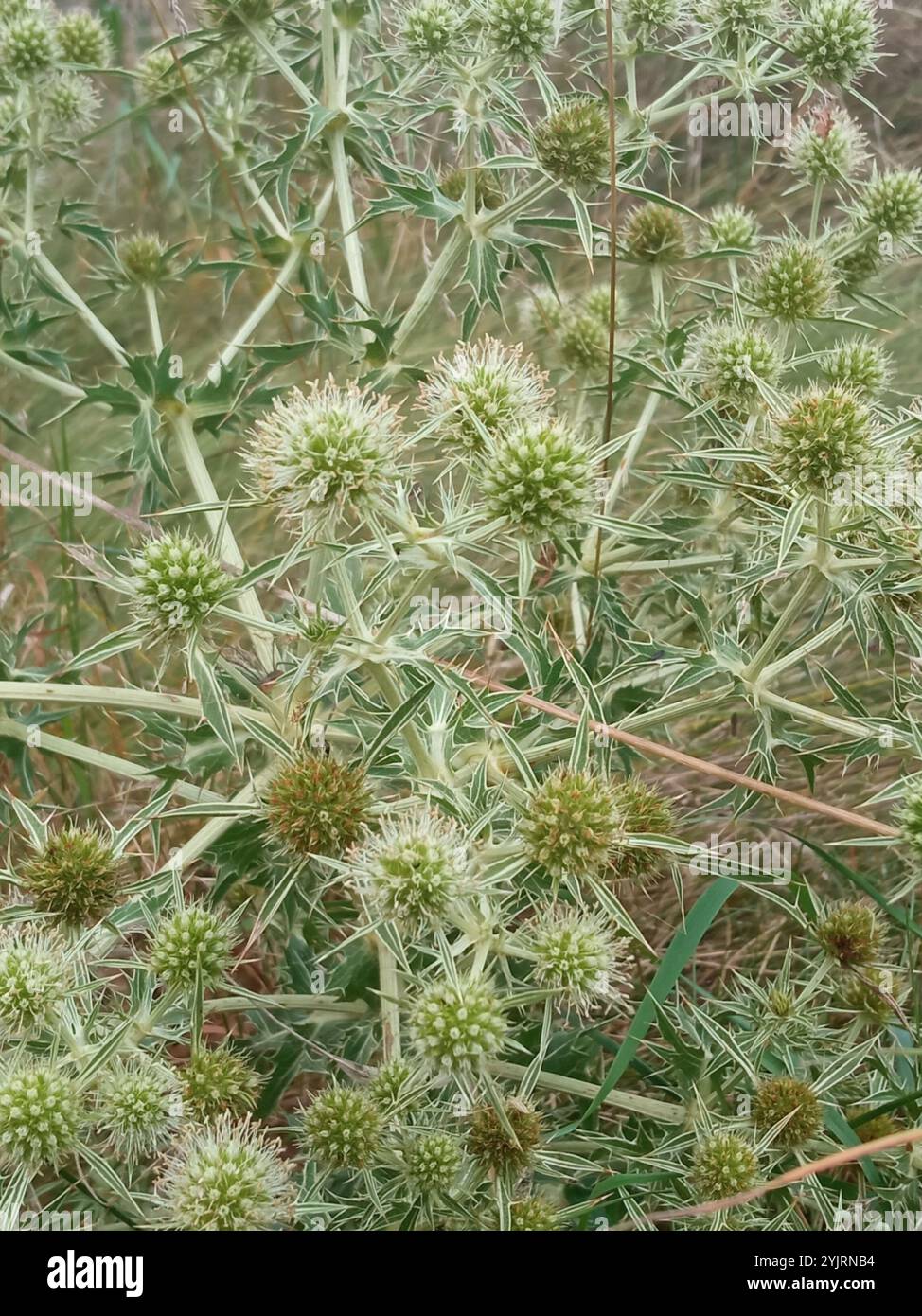 Field Eryngo (Eryngium campestre Stock Photo - Alamy
