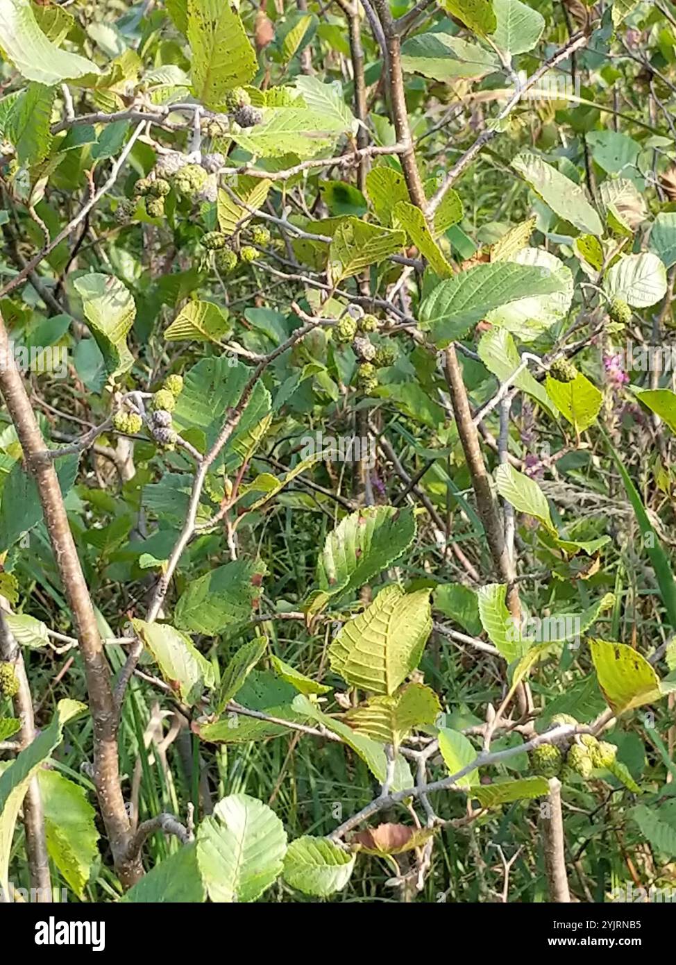 swamp alder (Alnus incana rugosa Stock Photo - Alamy