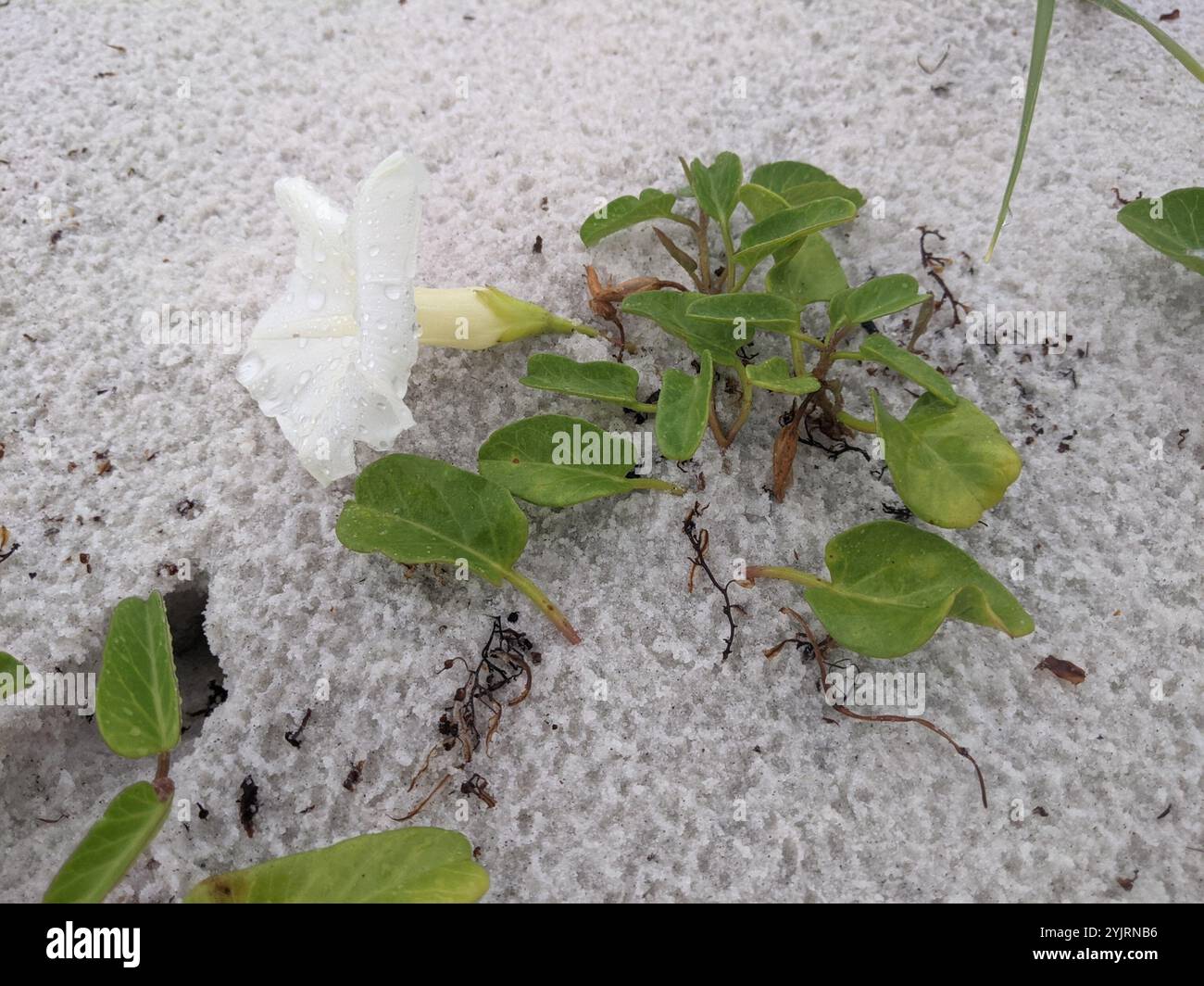 beach morning-glory (Ipomoea imperati Stock Photo - Alamy