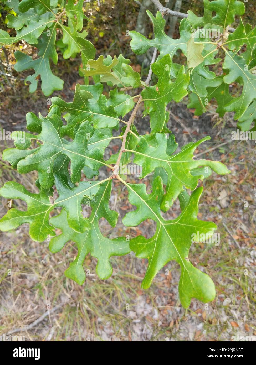 post oak (Quercus stellata Stock Photo - Alamy