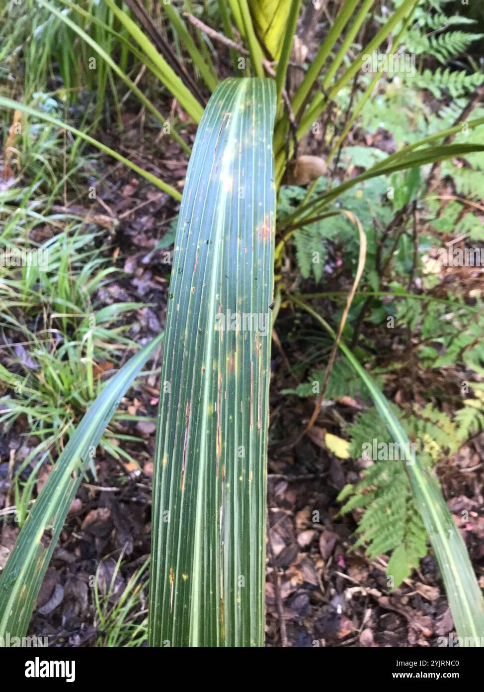 Forest Cabbage Tree (Cordyline banksii Stock Photo - Alamy