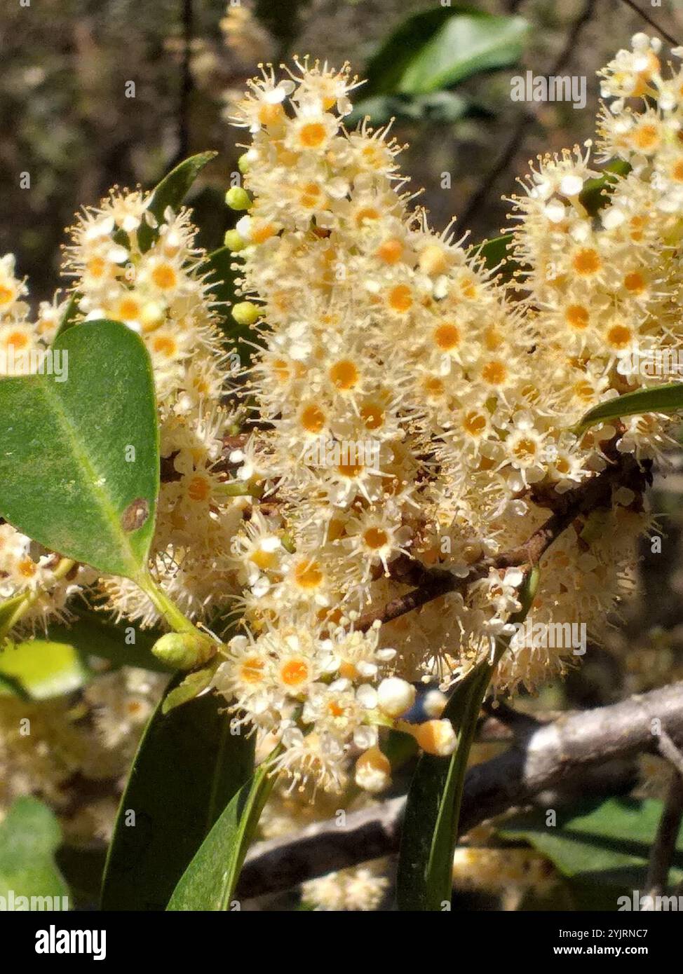 myrtle family (Myrtaceae Stock Photo - Alamy