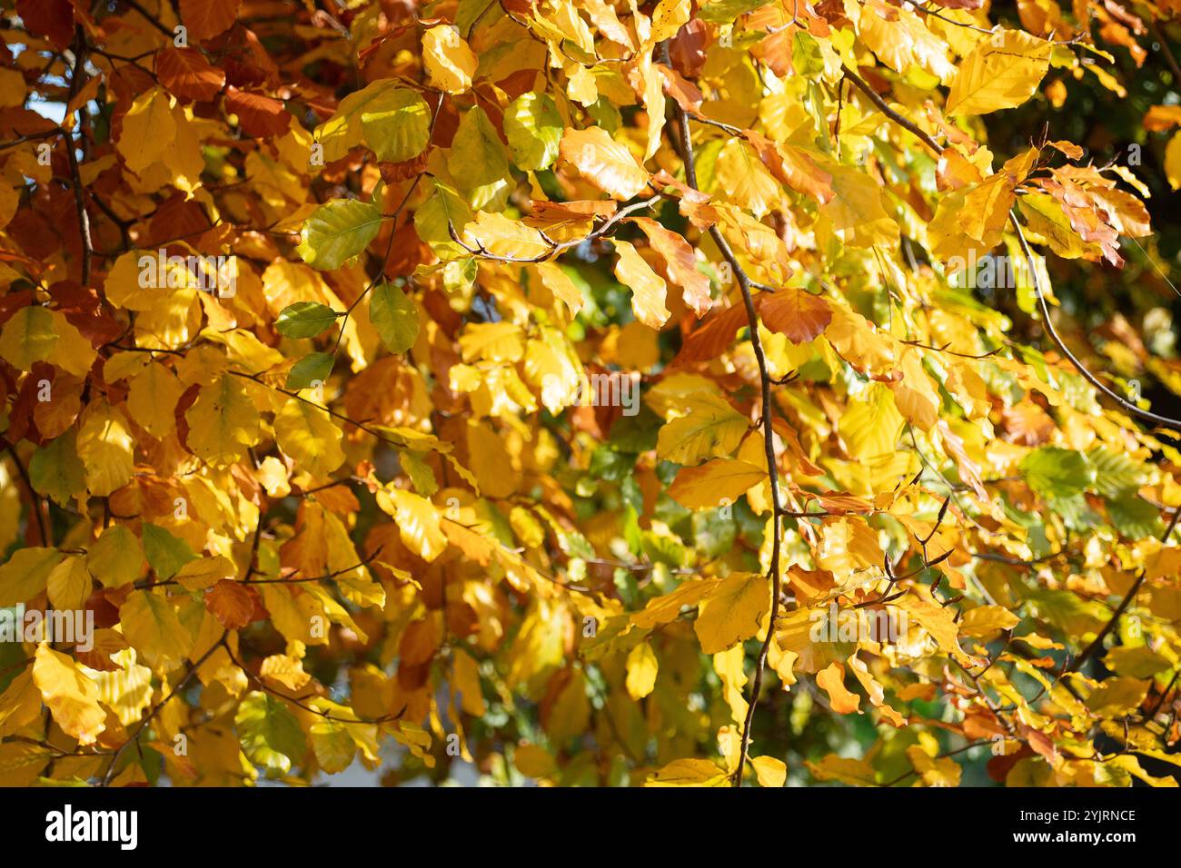Farnham Common, UK. 15th November, 2024. The Autumn colours of the ...