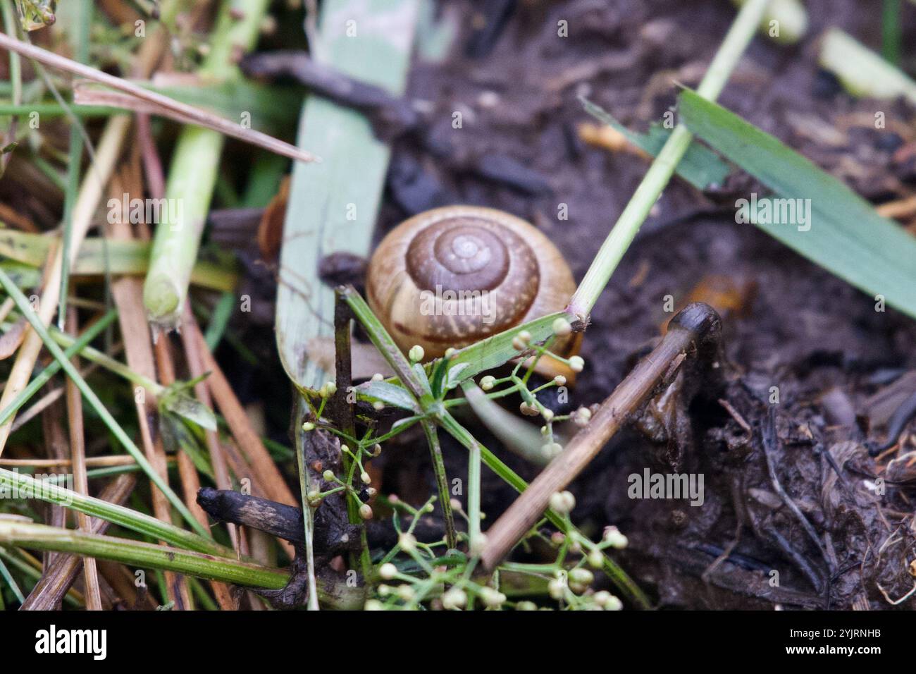 Copse Snail (Arianta arbustorum Stock Photo - Alamy