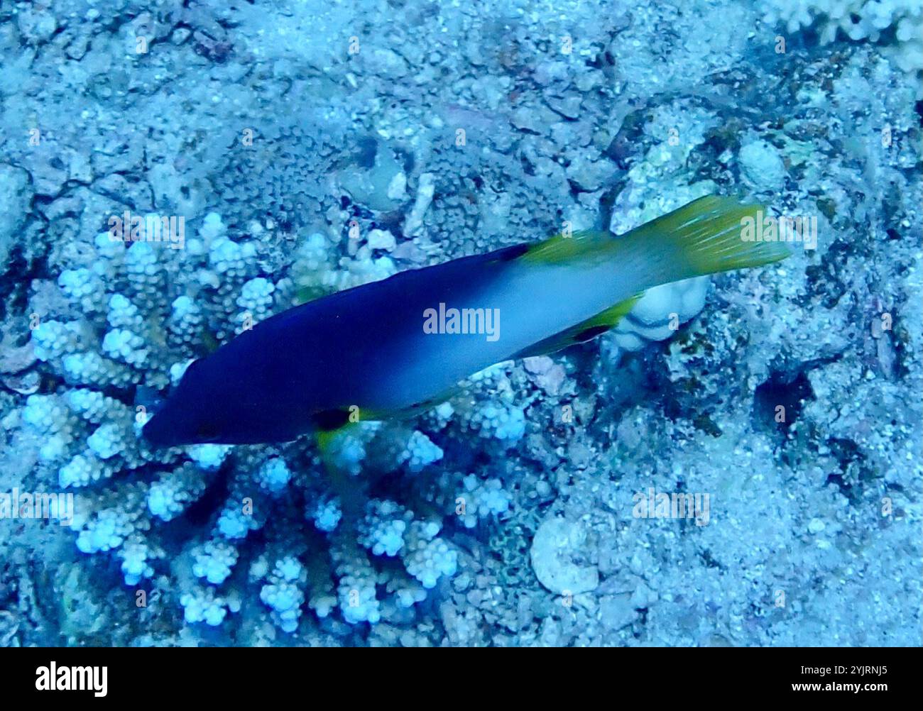 Axilspot Hogfish (Bodianus axillaris Stock Photo - Alamy