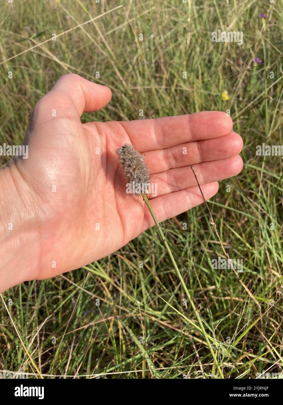 Golden Prairie Clover (Dalea aurea Stock Photo - Alamy