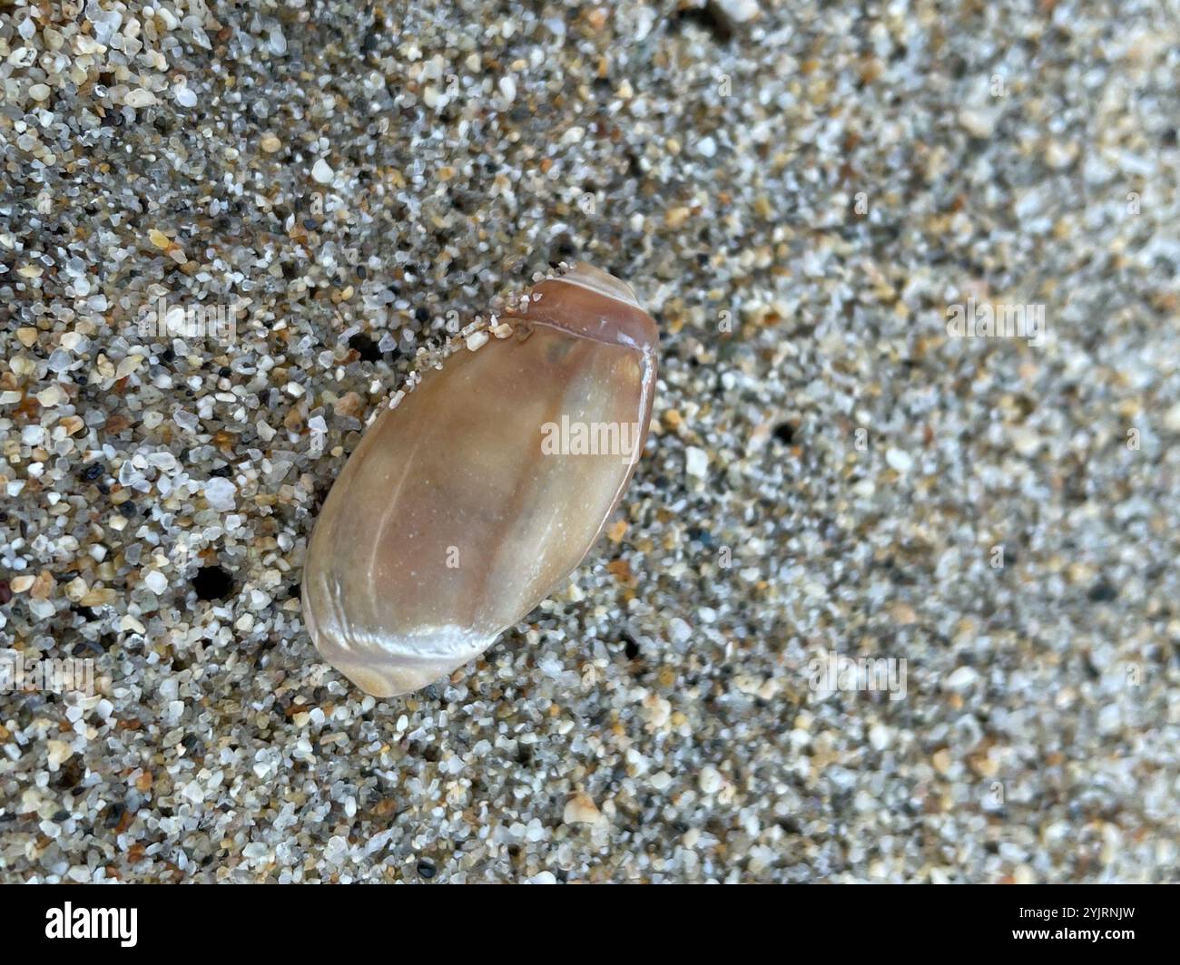 Purple Olive Snail (Callianax biplicata Stock Photo - Alamy