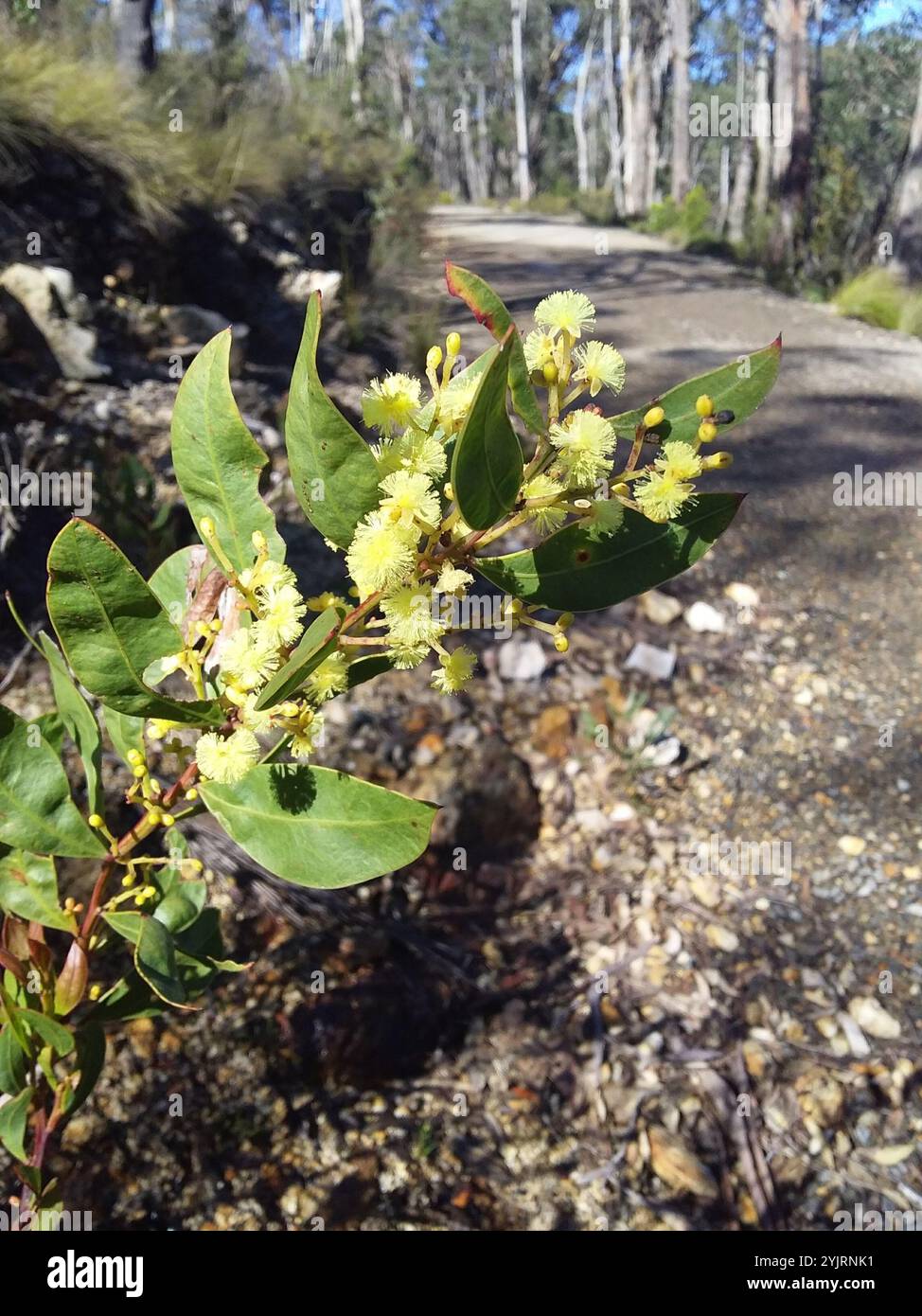 Myrtle Wattle (Acacia myrtifolia Stock Photo - Alamy