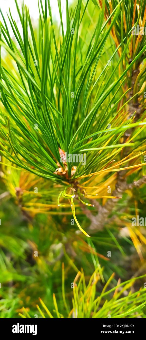 Siberian pine (Pinus sibirica Stock Photo - Alamy