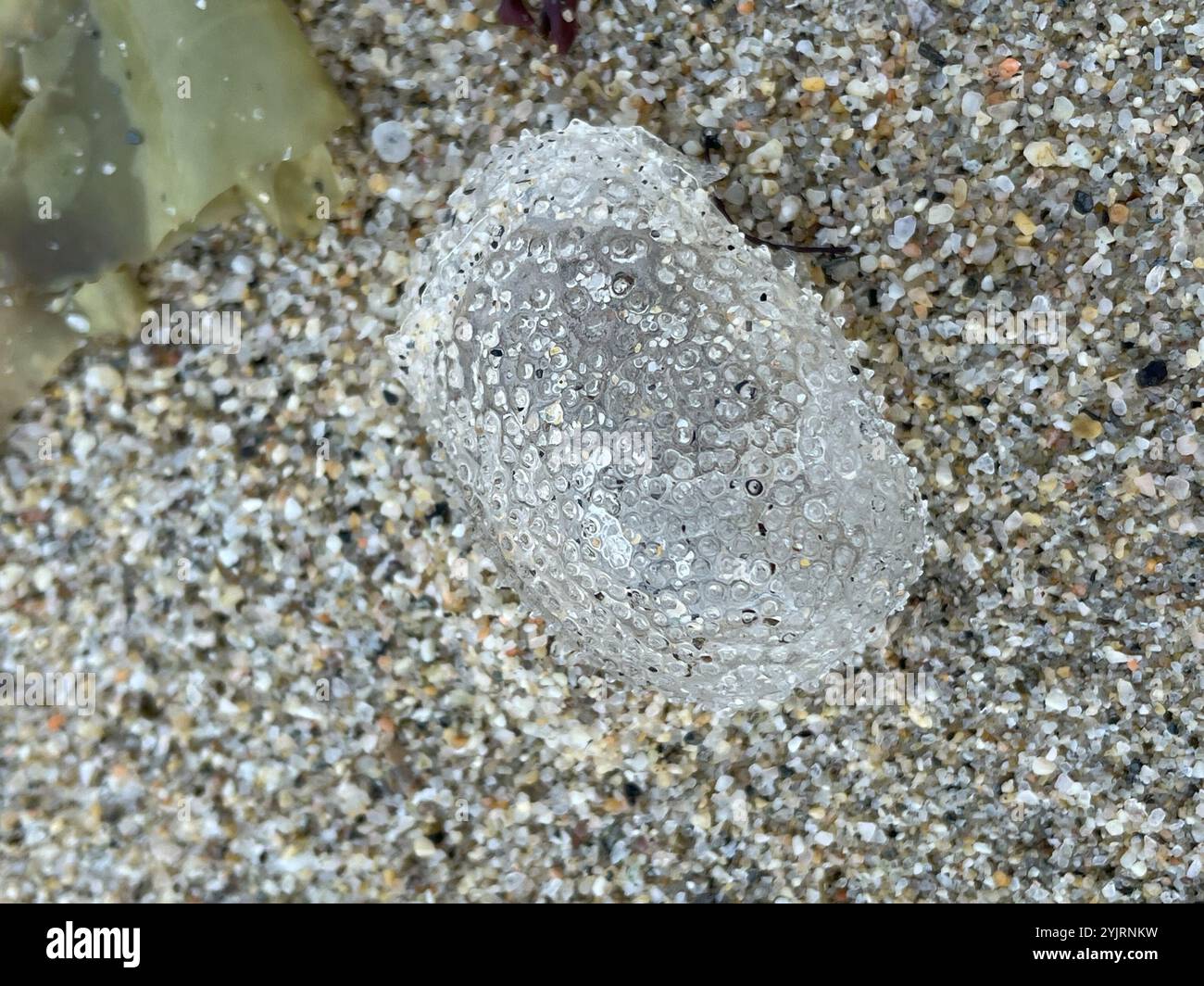 Spectacular Corolla (Corolla spectabilis Stock Photo - Alamy