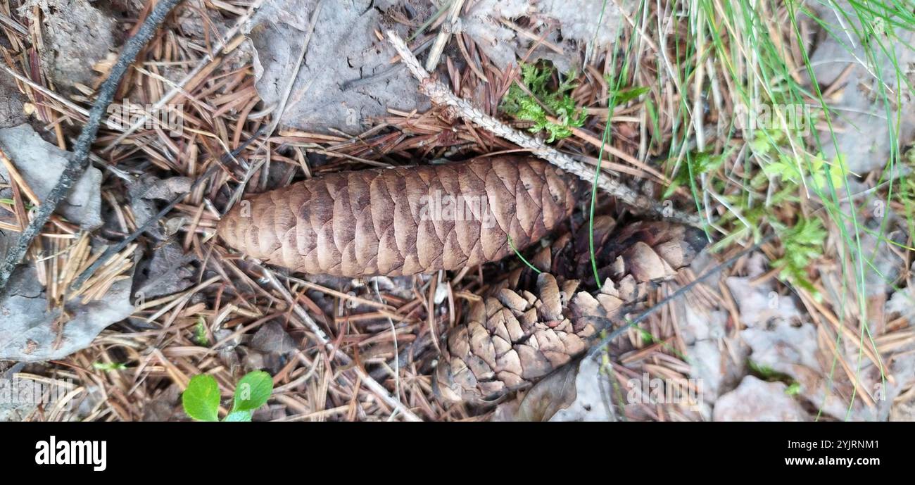 Siberian spruce (Picea obovata Stock Photo - Alamy
