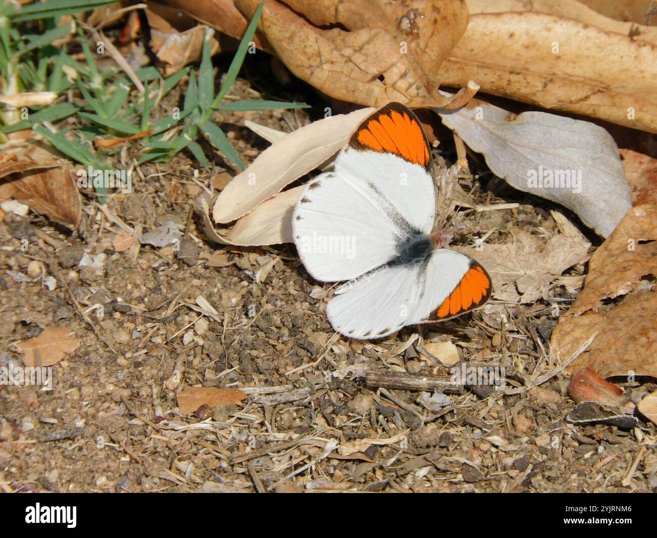 Colotis evenina hi-res stock photography and images - Alamy