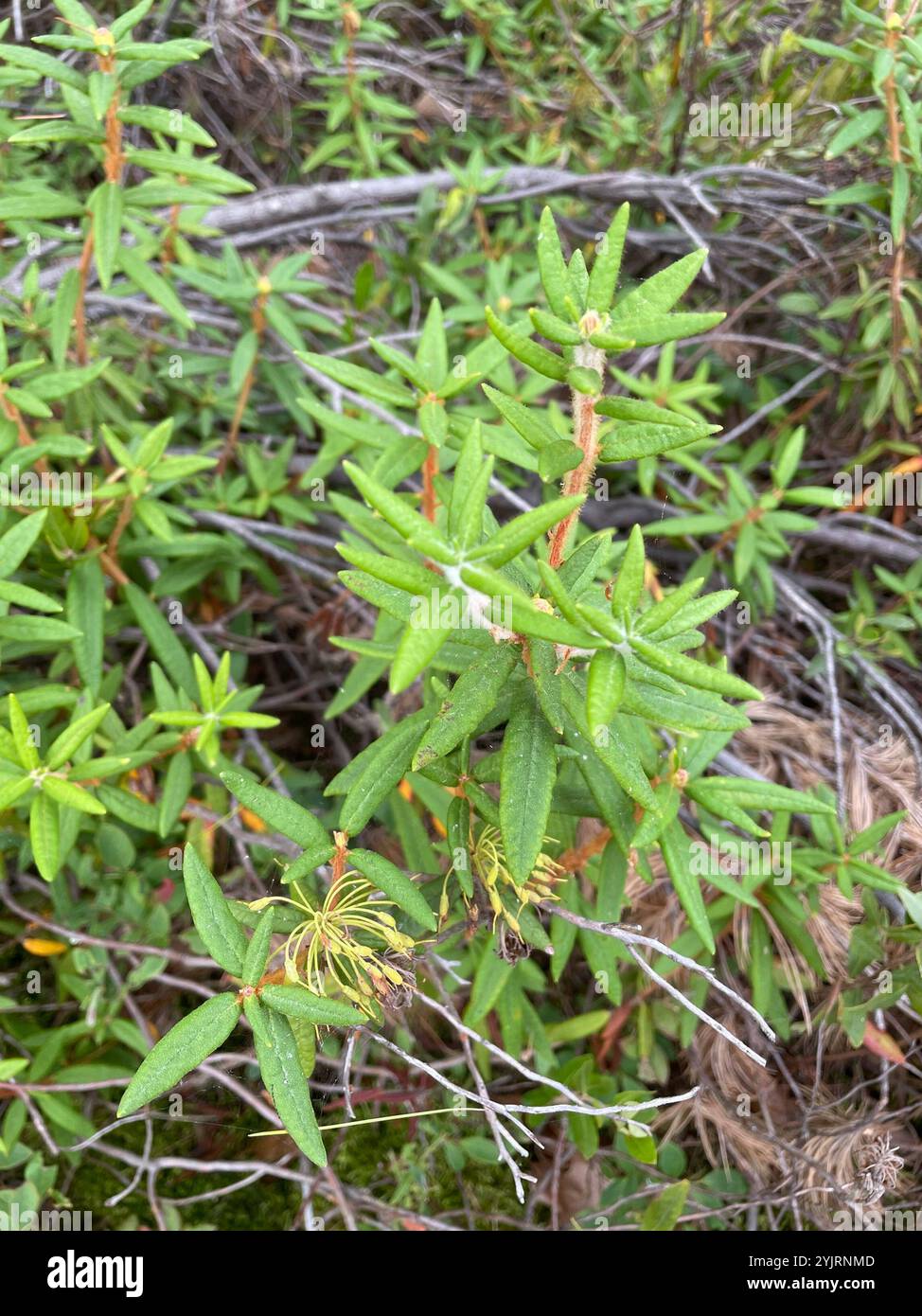 Bog Labrador Tea (Rhododendron groenlandicum Stock Photo - Alamy