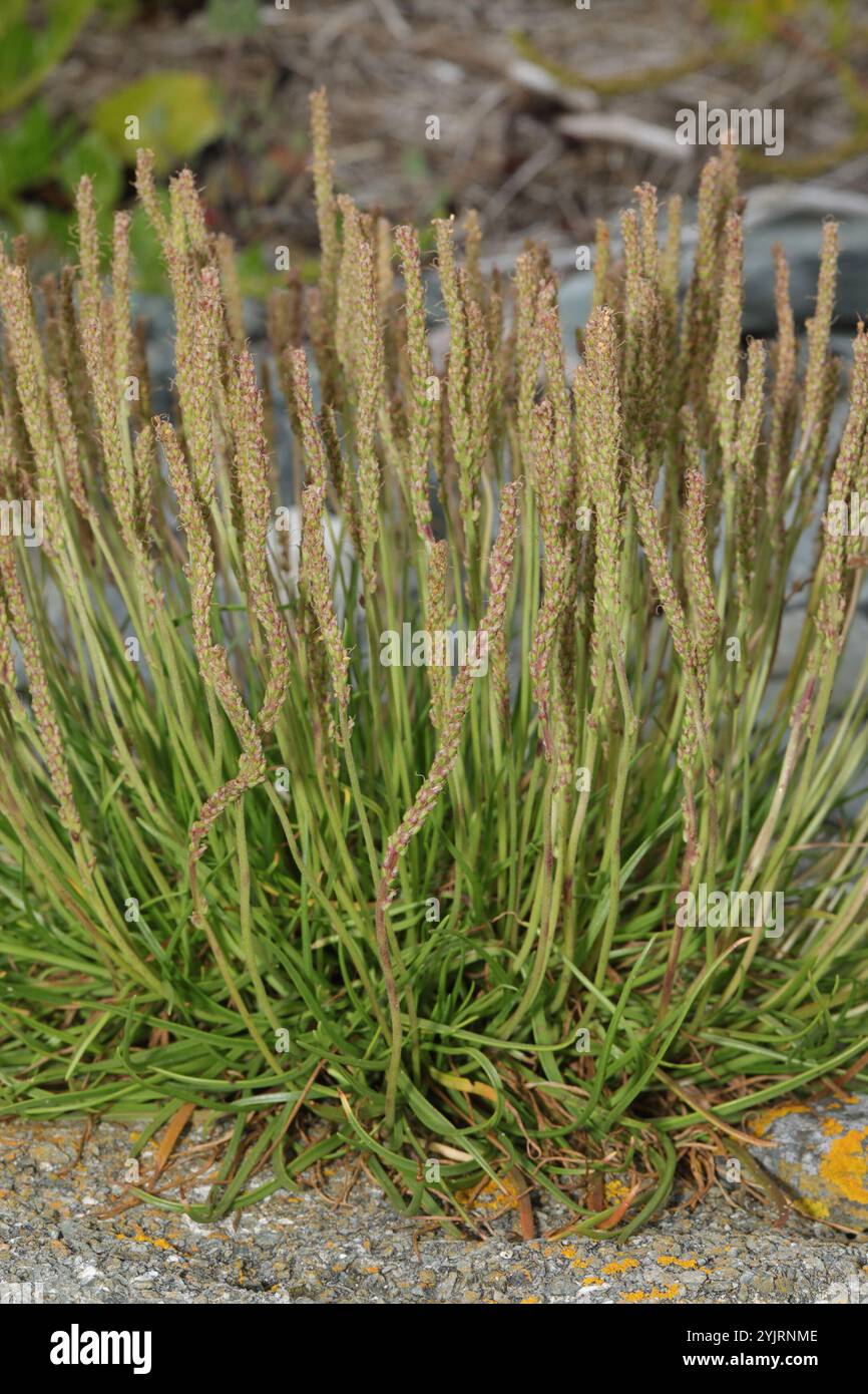 Sea Plantain (Plantago maritima Stock Photo - Alamy