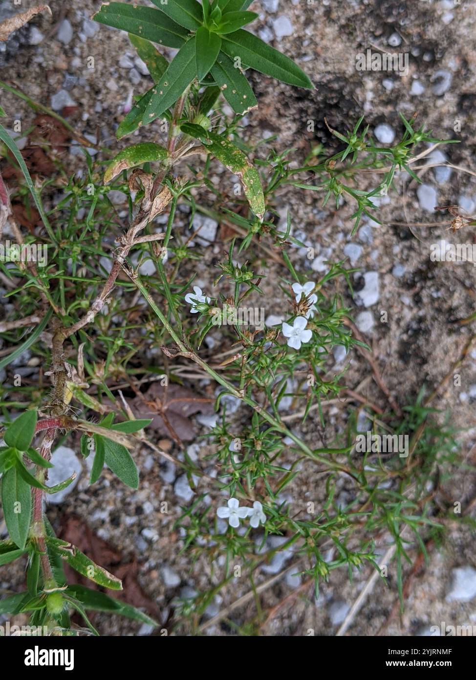 Rust Weed (Polypremum procumbens Stock Photo - Alamy