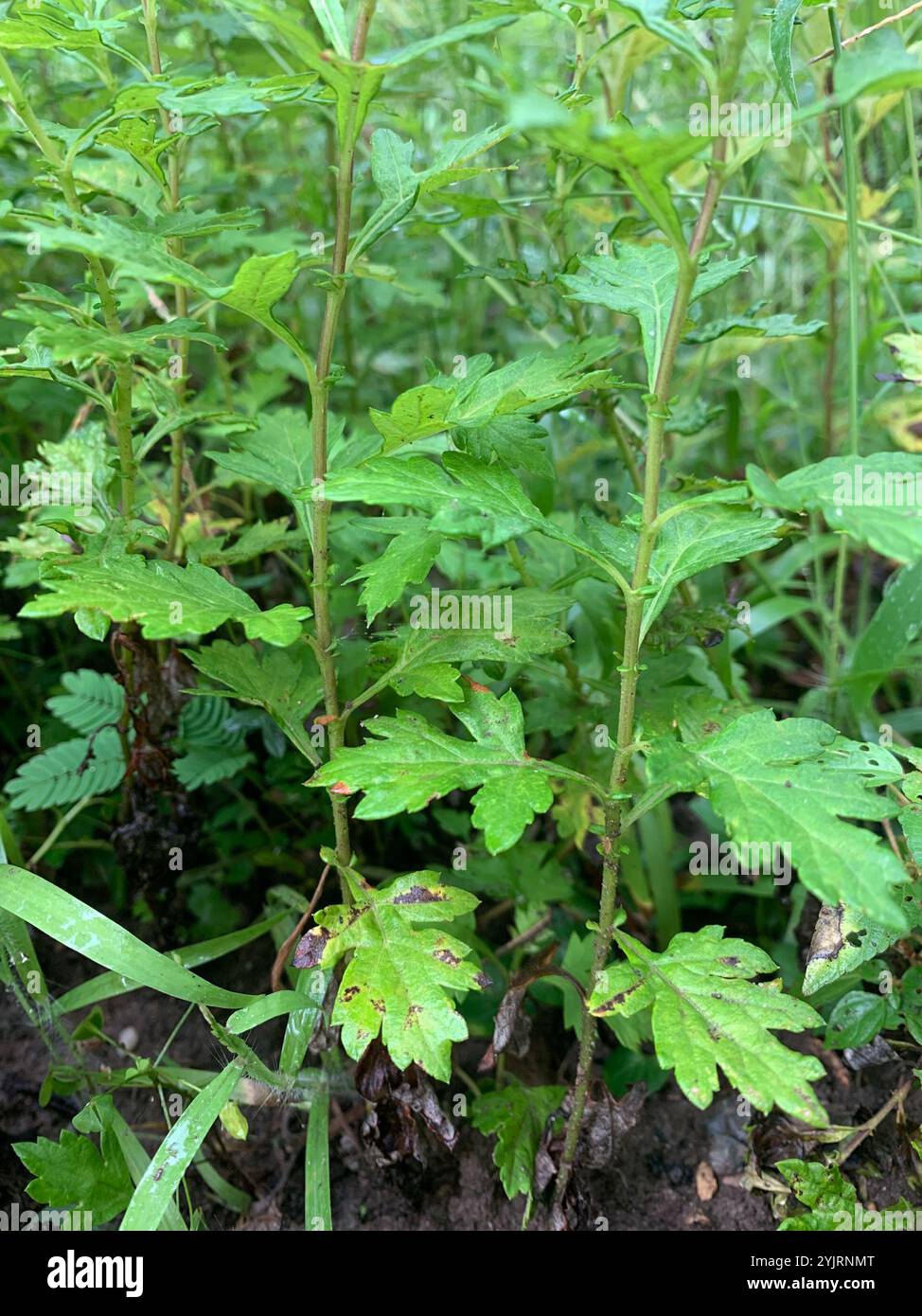 common mugwort (Artemisia vulgaris Stock Photo - Alamy