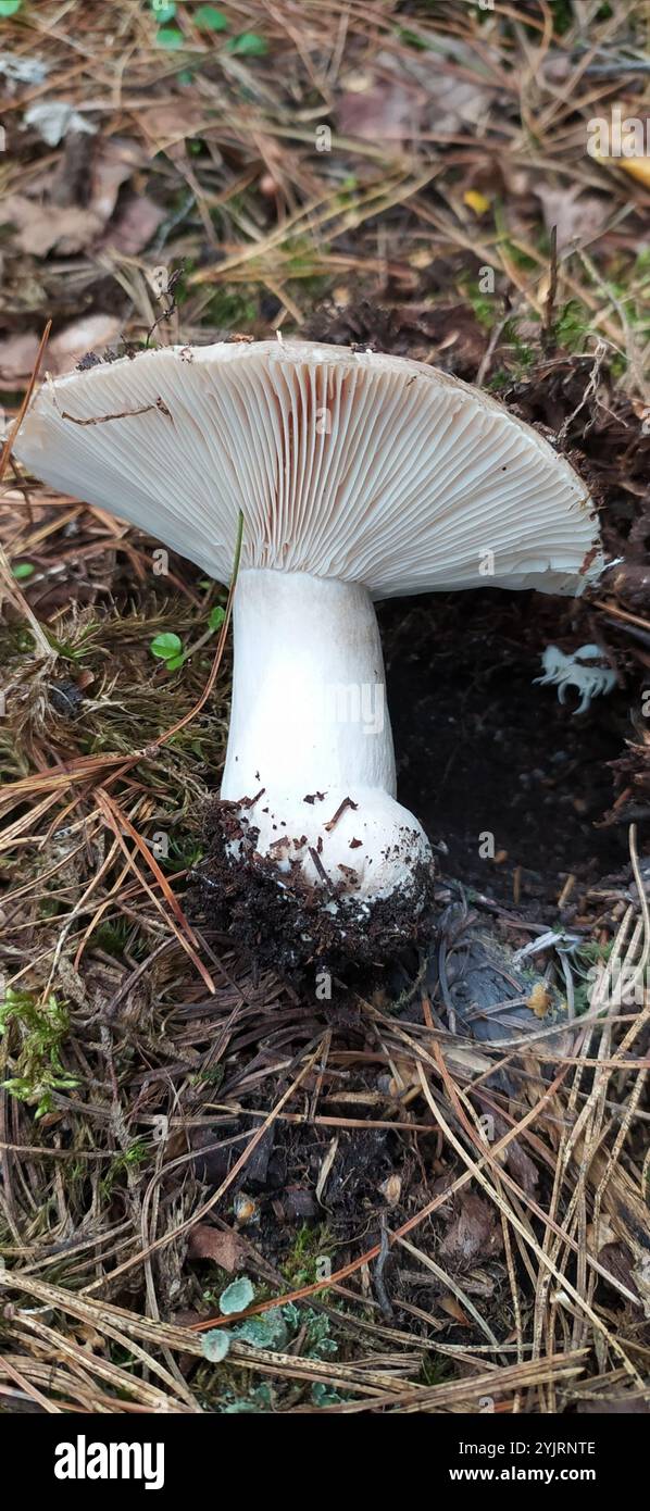 milk-white brittlegill (Russula delica Stock Photo - Alamy