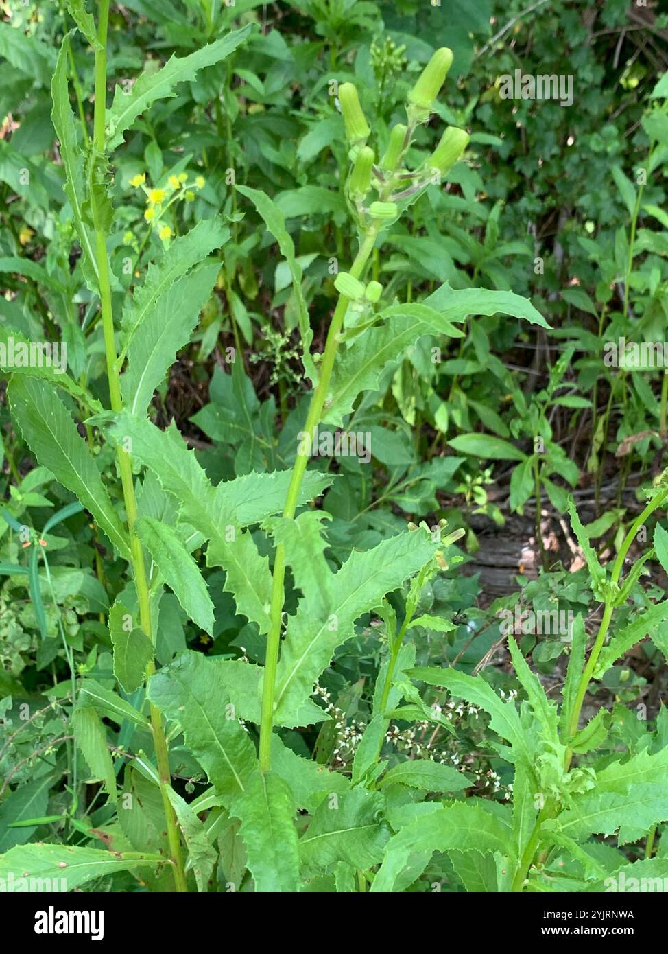 American burnweed (Erechtites hieraciifolius Stock Photo - Alamy