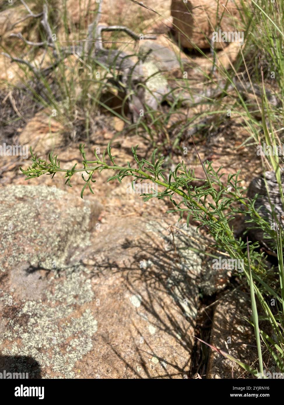 Neomexicanus hi-res stock photography and images - Alamy