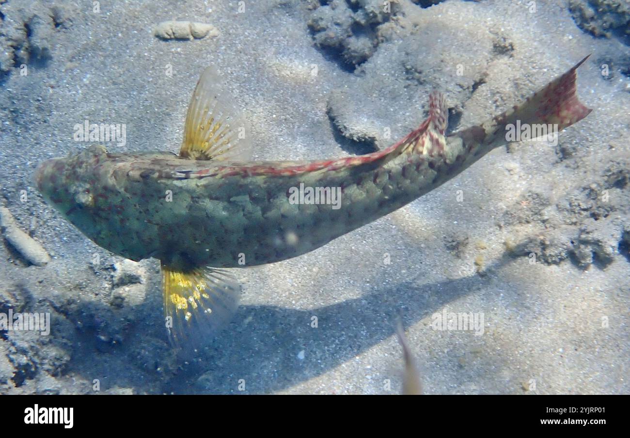 Dotted Parrotfish (Calotomus viridescens Stock Photo - Alamy