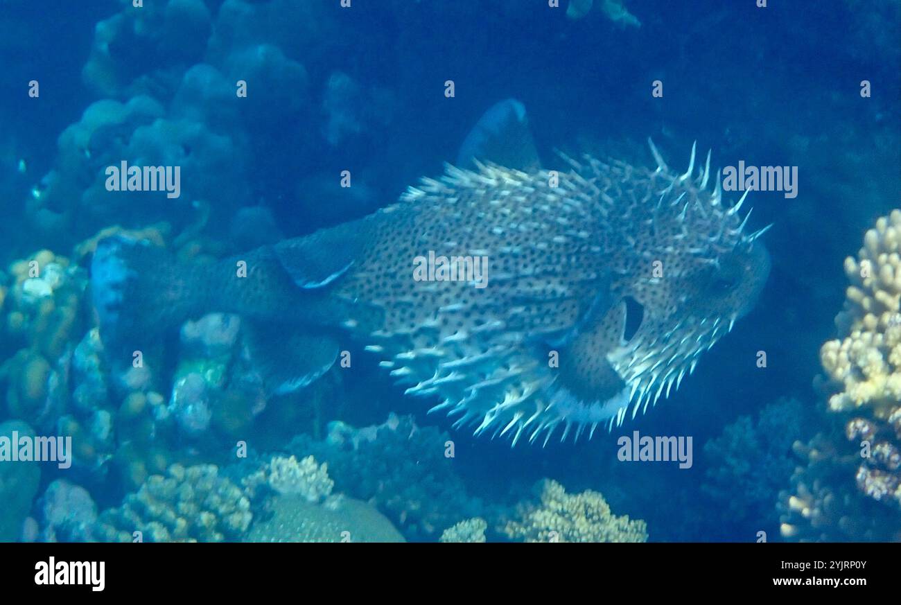 Spotted Porcupinefish (Diodon hystrix Stock Photo - Alamy