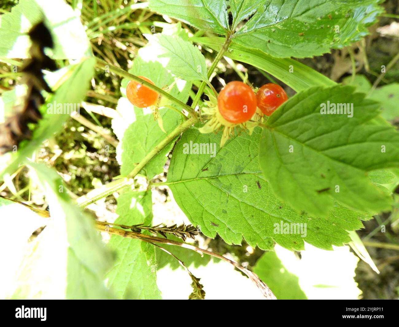 Stone Bramble (Rubus saxatilis Stock Photo - Alamy