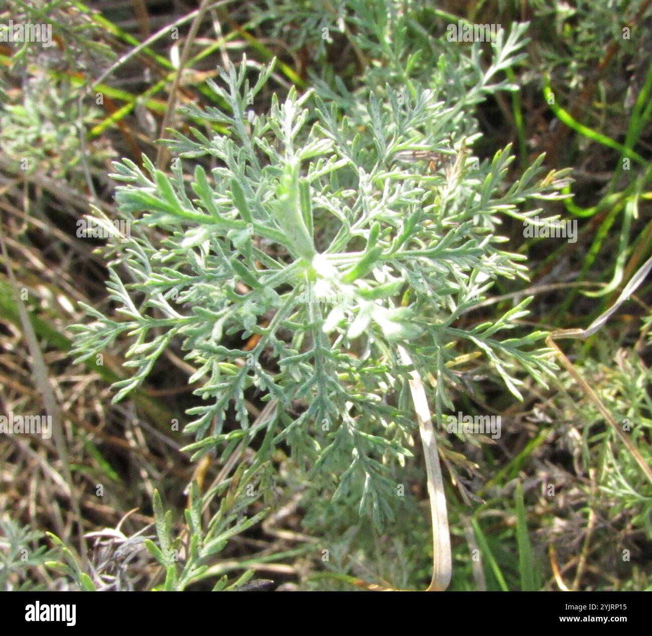 Roman Wormwood (Artemisia pontica Stock Photo - Alamy