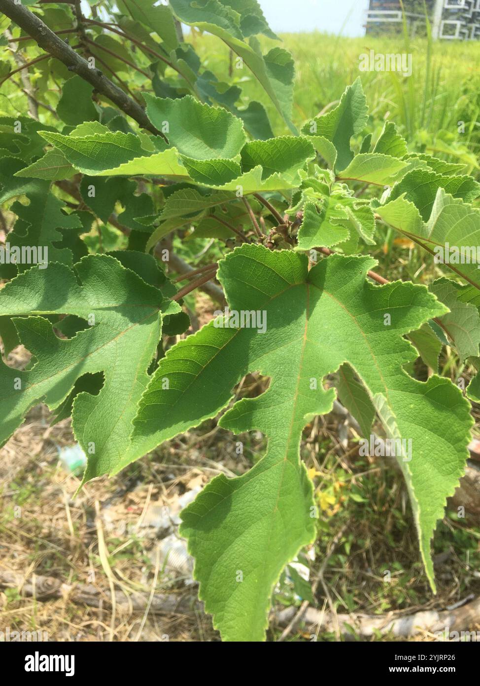 Paper mulberry (Broussonetia papyrifera Stock Photo - Alamy