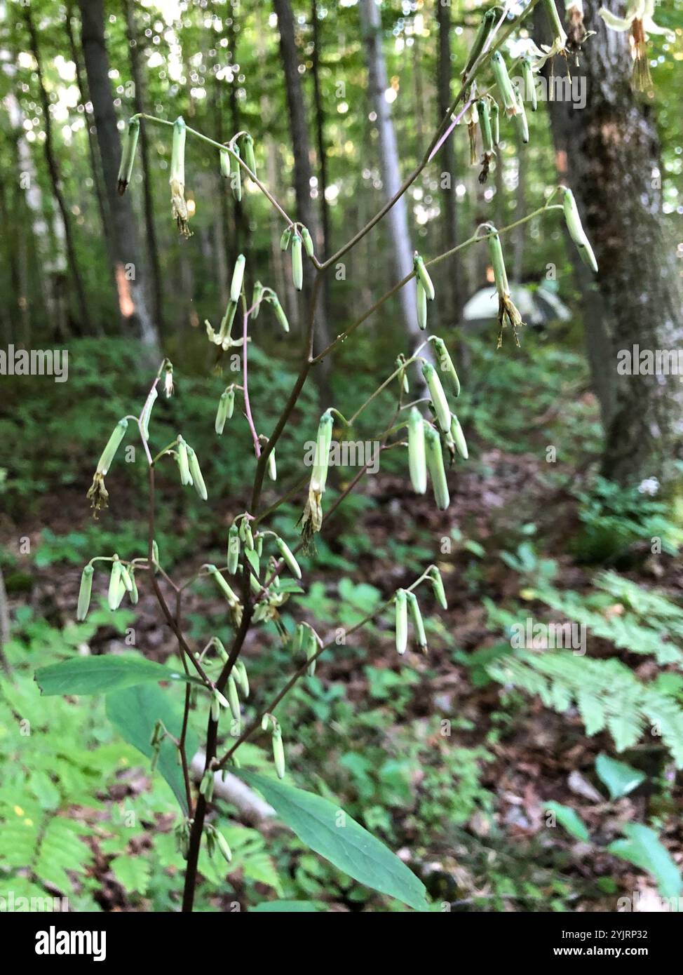 tall rattlesnake root (Nabalus altissimus Stock Photo - Alamy