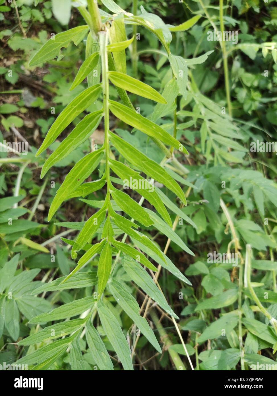 Common Valerian Complex (Valeriana officinalis Stock Photo - Alamy