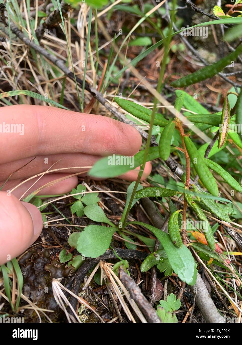 Sticky Goldenrod (Solidago simplex Stock Photo - Alamy