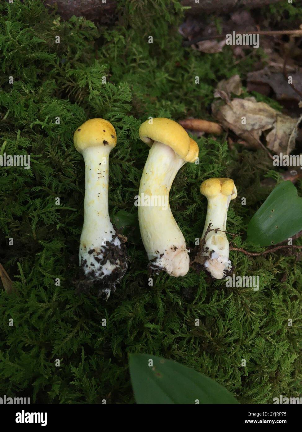 Cortinarius lewisii hi-res stock photography and images - Alamy