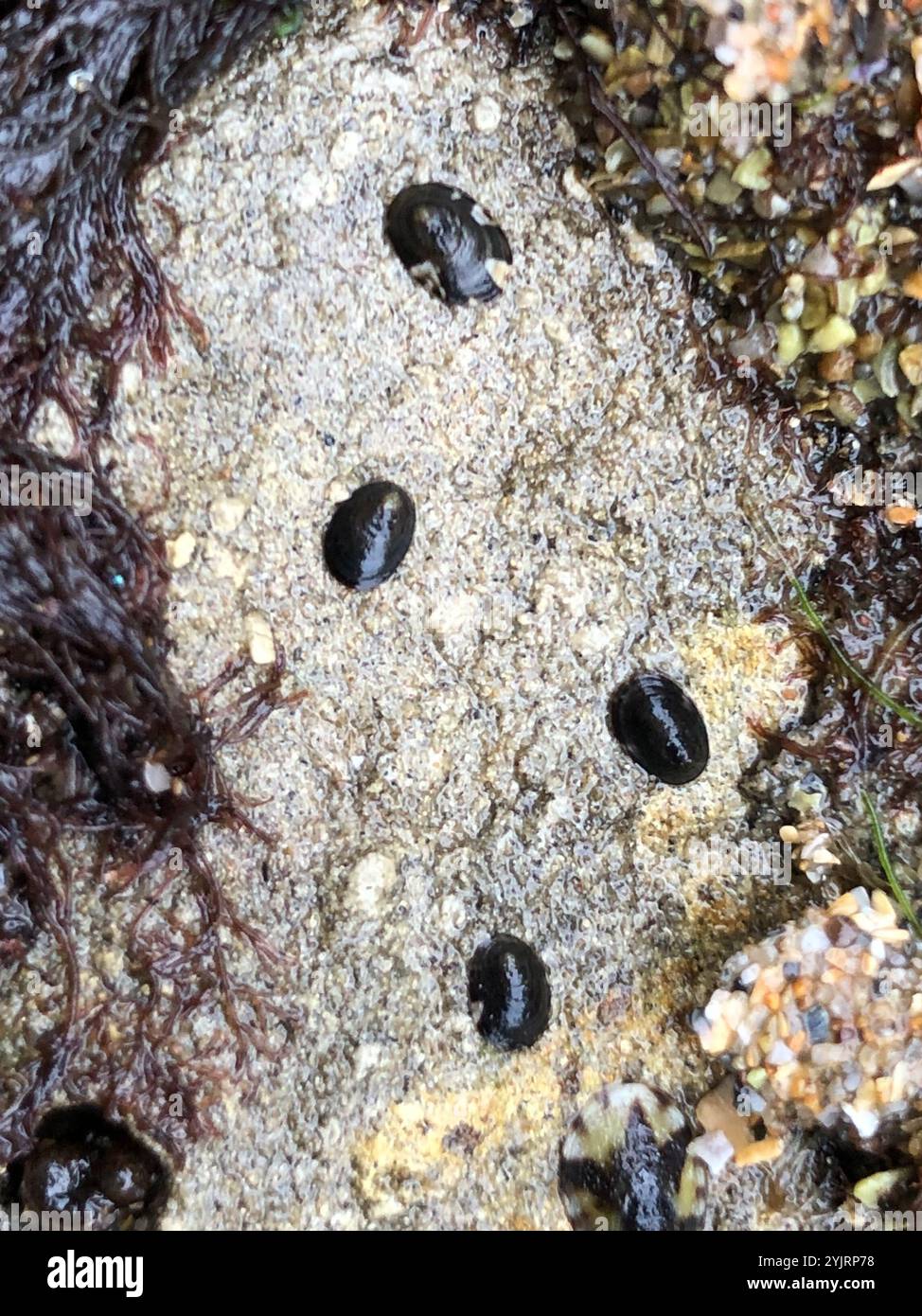Patellid Limpets (Patellidae Stock Photo - Alamy