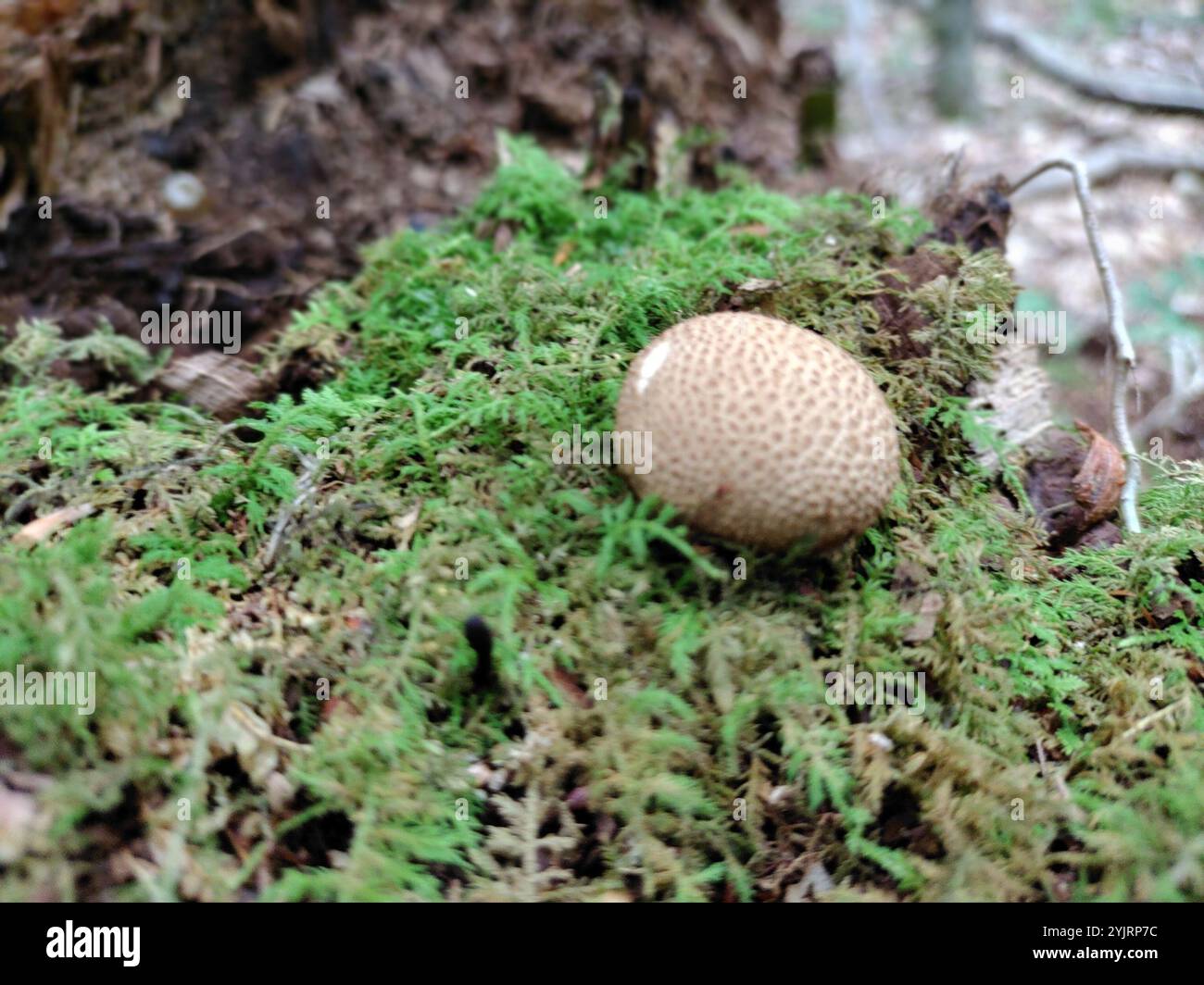 common earthball (Scleroderma citrinum Stock Photo - Alamy