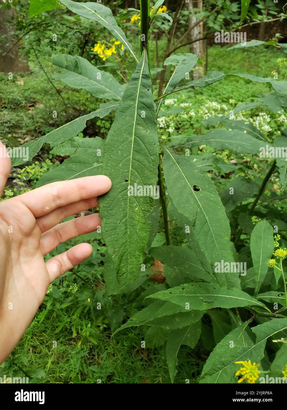 Wingstem (Verbesina alternifolia Stock Photo - Alamy