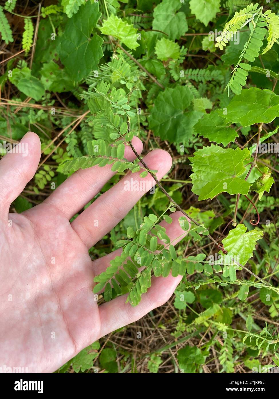rosary pea (Abrus precatorius Stock Photo - Alamy