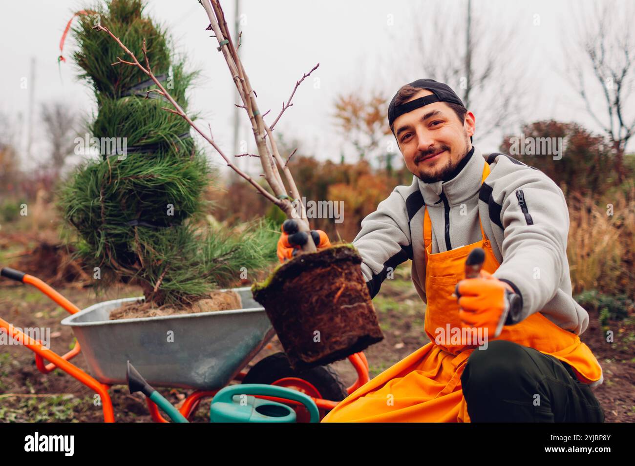 Young gardener planting trees in autumnal garden with pine tree on ...