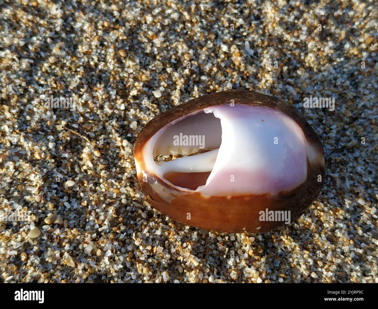 Monetaria caputserpentis hi-res stock photography and images - Alamy