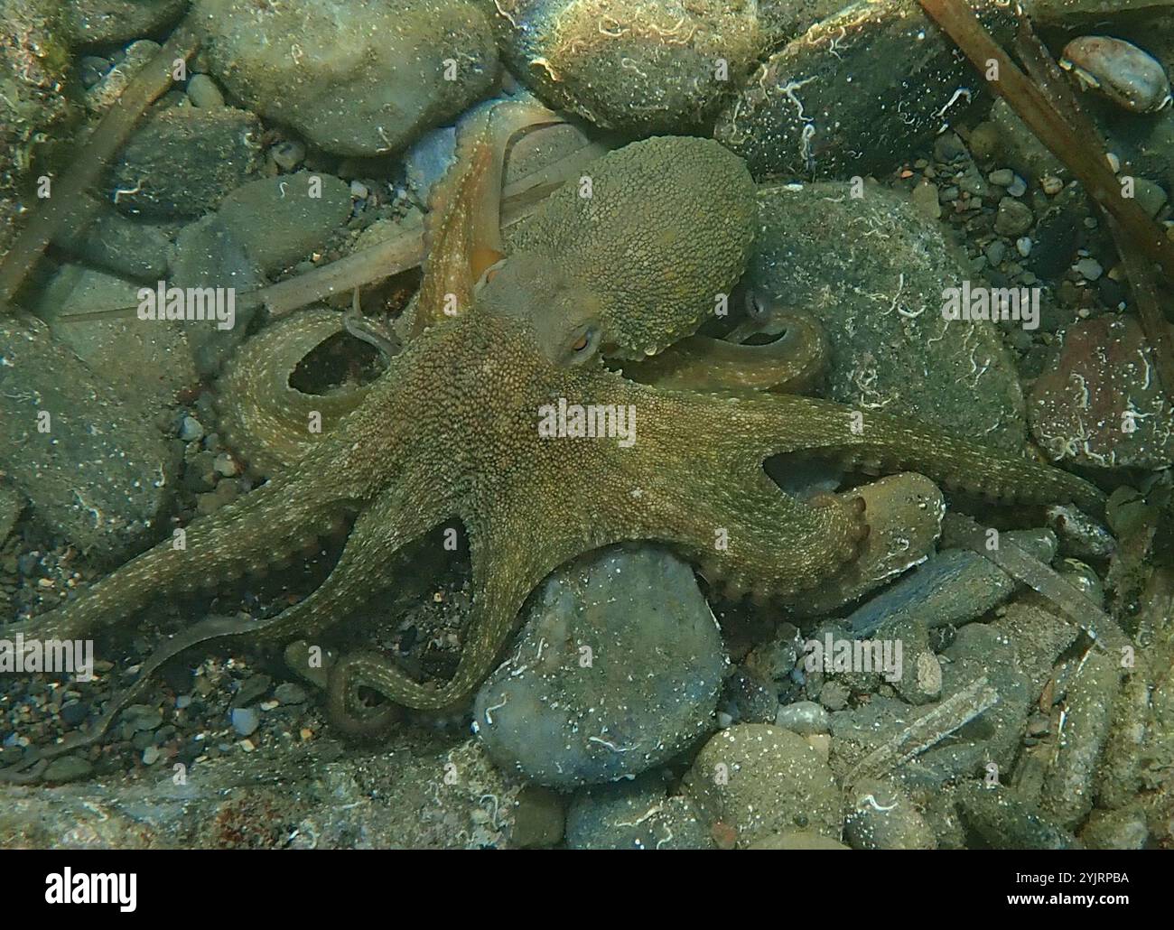 Common Octopus (Octopus vulgaris Stock Photo - Alamy