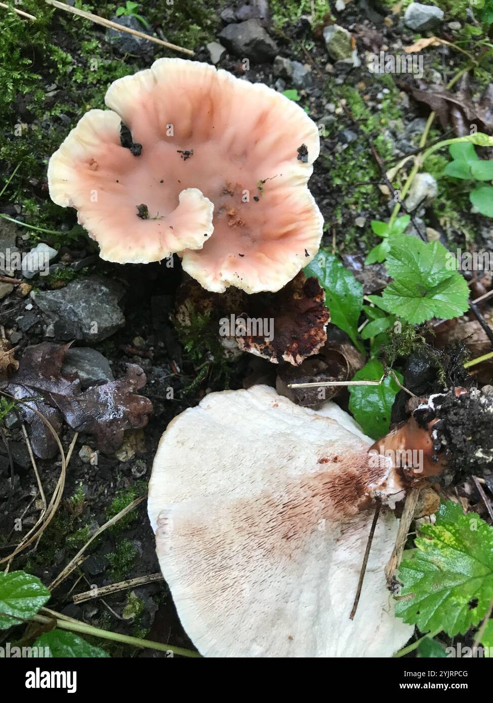 Blushing Rosette (Abortiporus biennis Stock Photo - Alamy