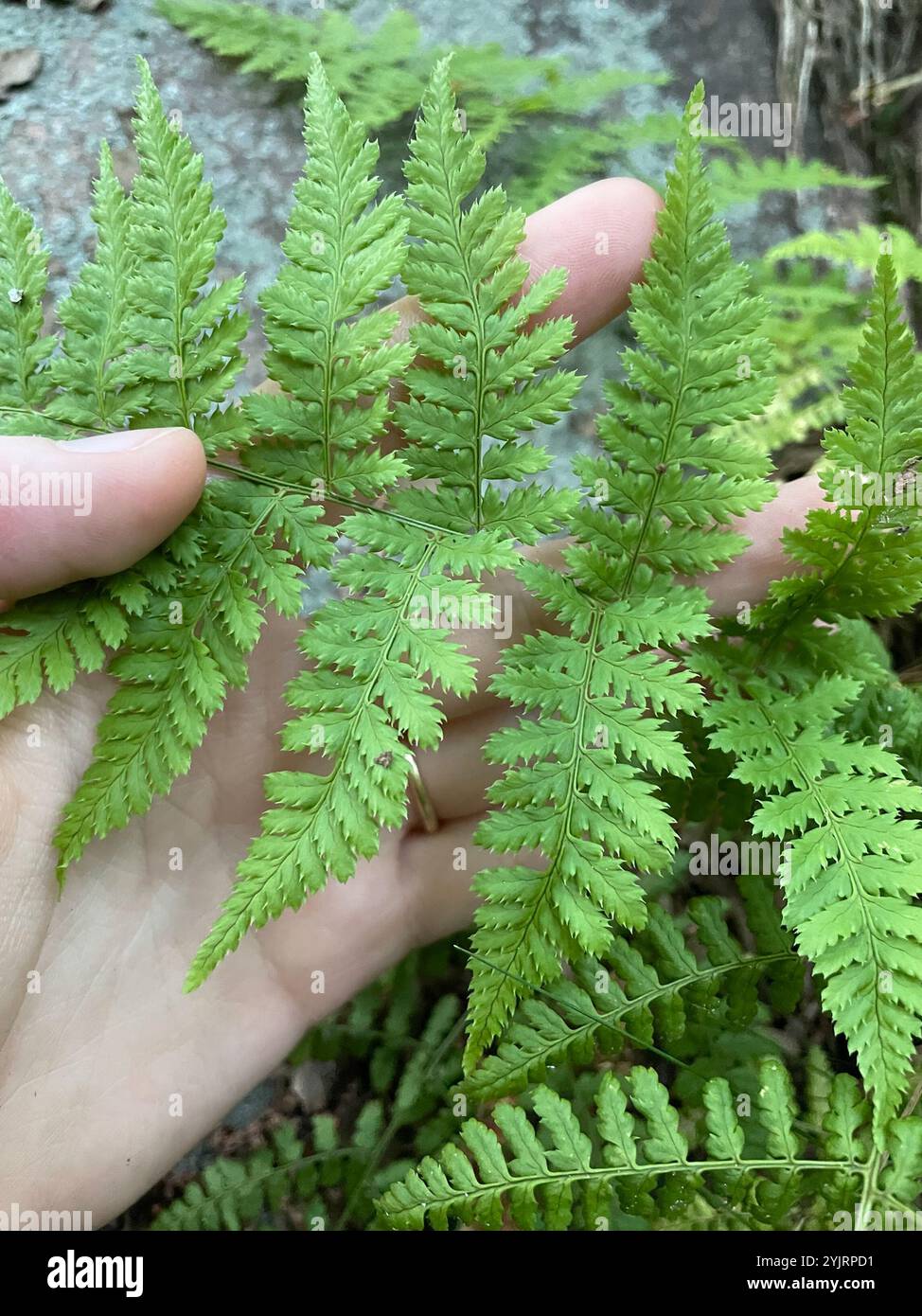 intermediate wood fern (Dryopteris intermedia Stock Photo - Alamy
