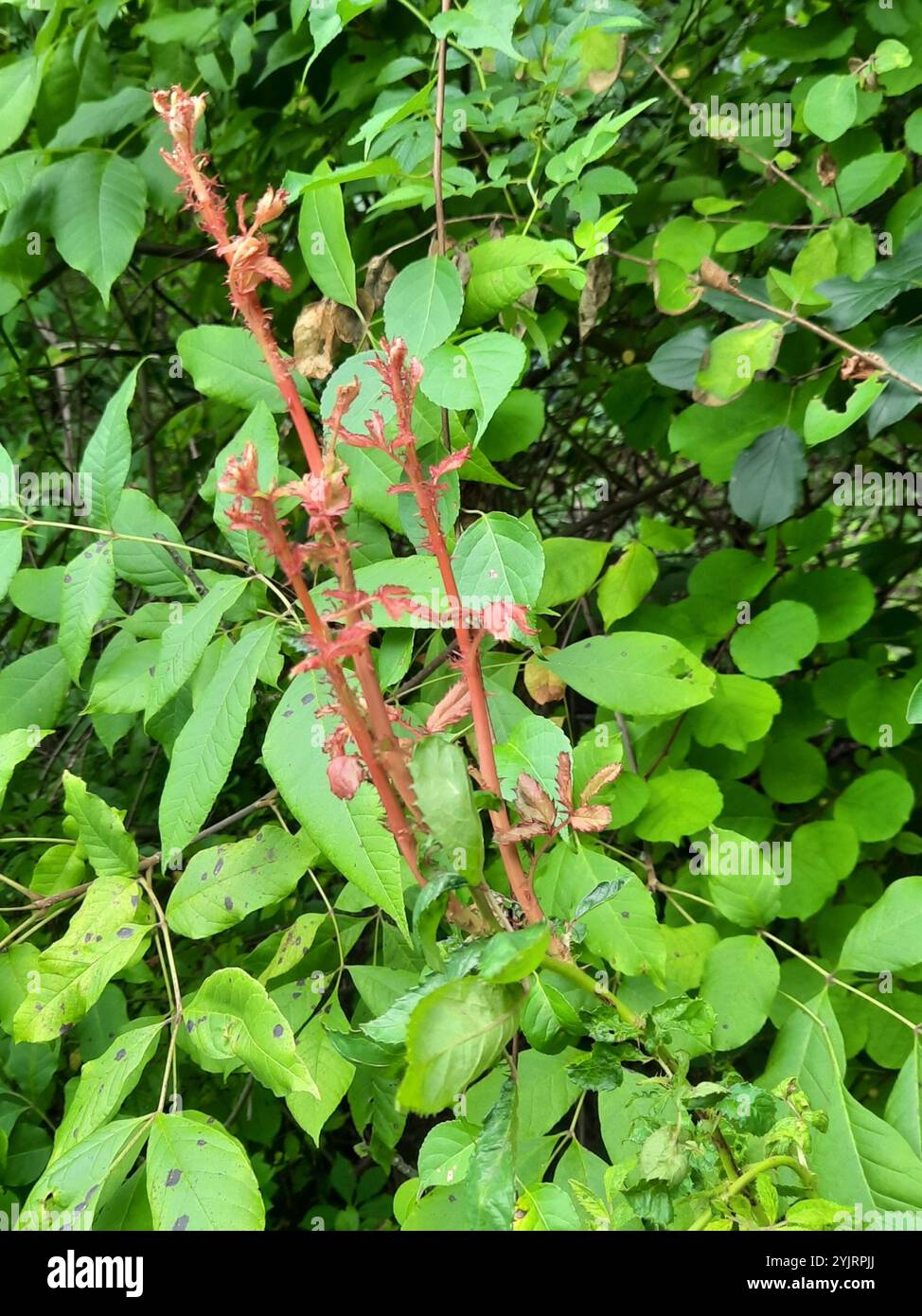 Rose rosette disease hi-res stock photography and images - Alamy