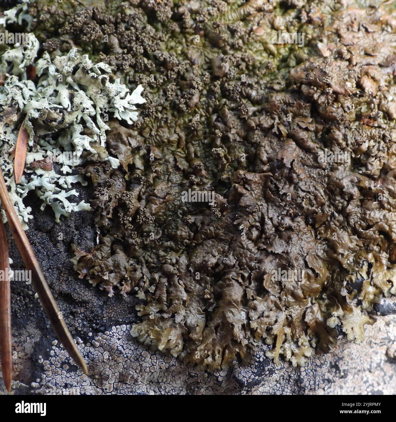 Blistered Camouflage Lichen (Xanthoparmelia loxodes Stock Photo - Alamy