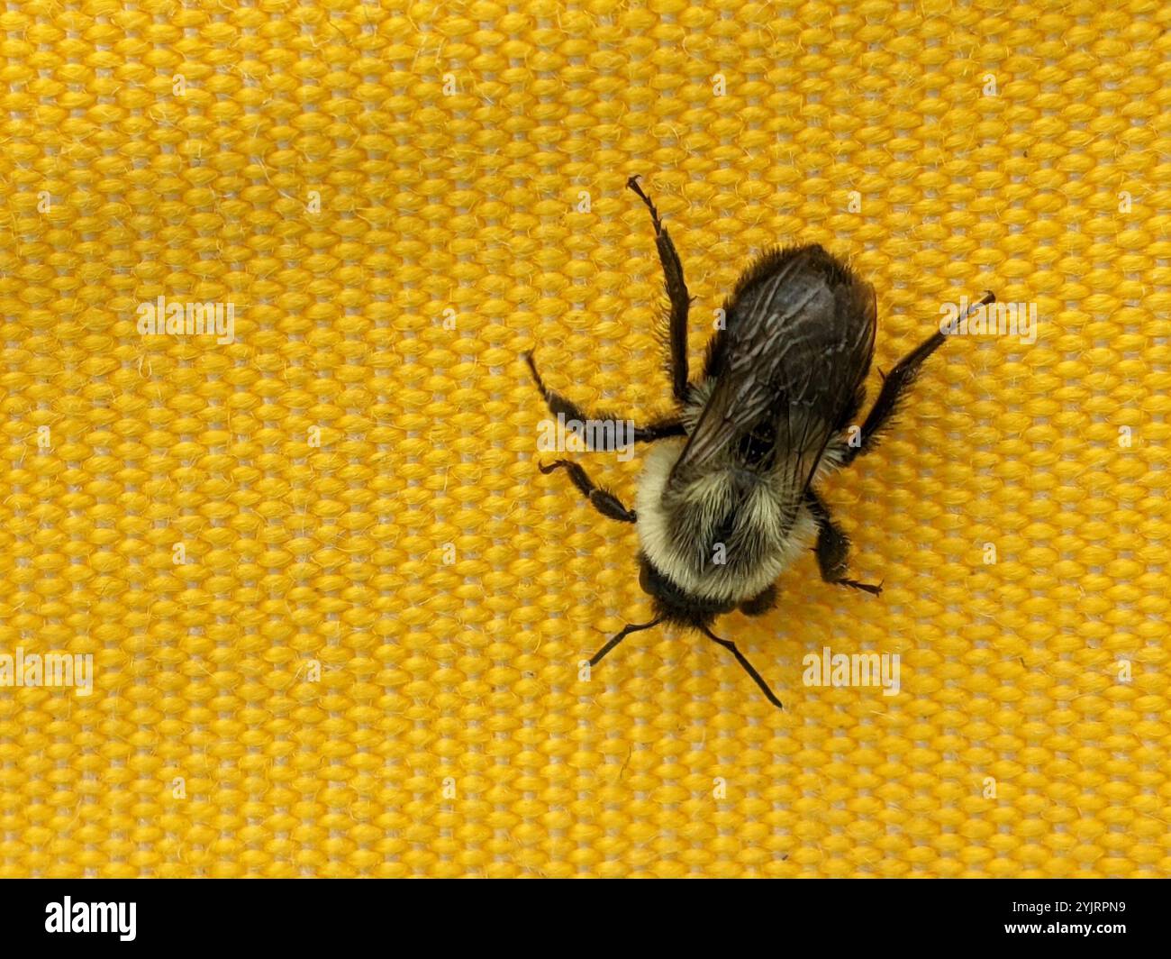 Common Eastern Bumble Bee (Bombus impatiens Stock Photo - Alamy