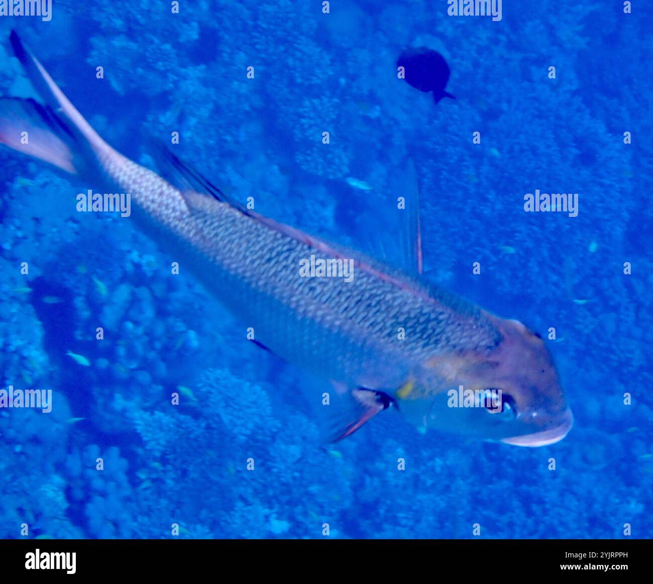 Humpnose Bigeye Bream (Monotaxis grandoculis Stock Photo - Alamy
