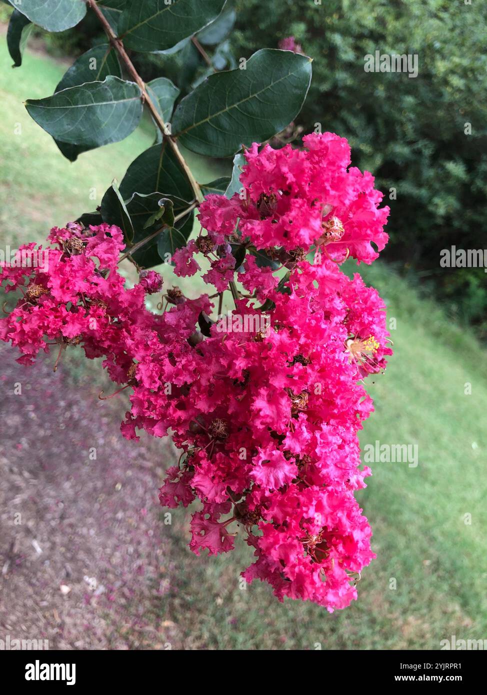 Crape-myrtle (Lagerstroemia indica Stock Photo - Alamy